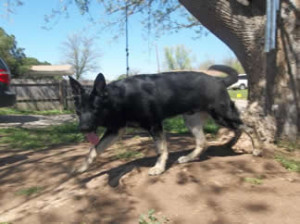 Sam | Ayers Legends German Shepherds