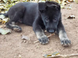 Sam | Ayers Legends German Shepherds