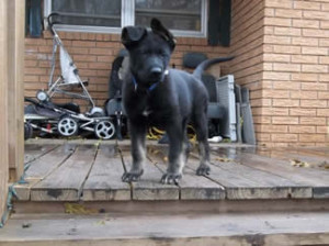 Sam | Ayers Legends German Shepherds