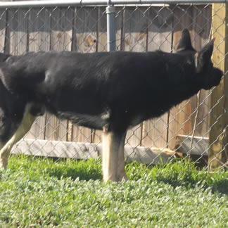 Sam | Ayers Legends German Shepherds