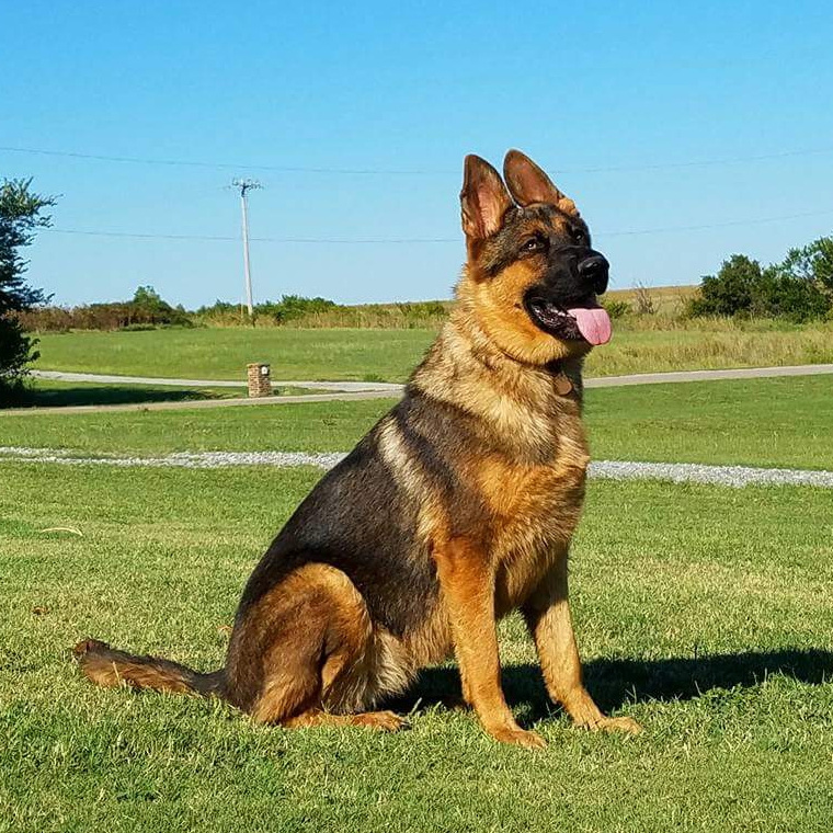 Females | Ayers Legends German Shepherds