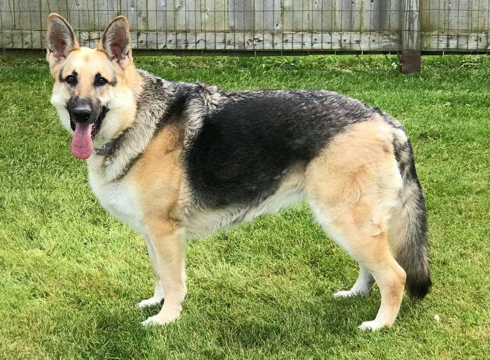 X-Large German Shepherd Puppies for Sale | Ayers Legends German Shepherds