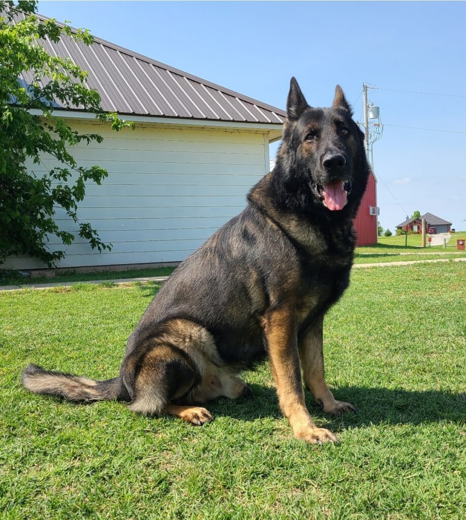Old-Fashioned Giant German Shepherd Puppies for Sale | Ayers Legends ...