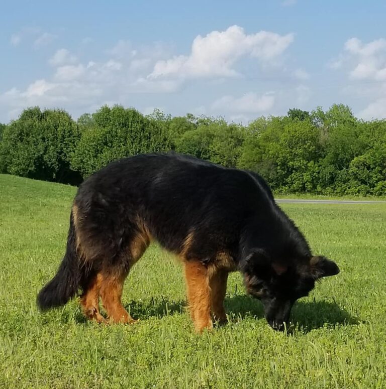 Old-Fashioned Giant German Shepherd Puppies for Sale | Ayers Legends ...