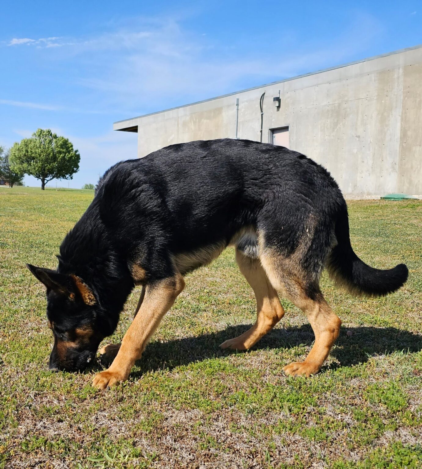 Mr. Beast | Ayers Legends German Shepherds