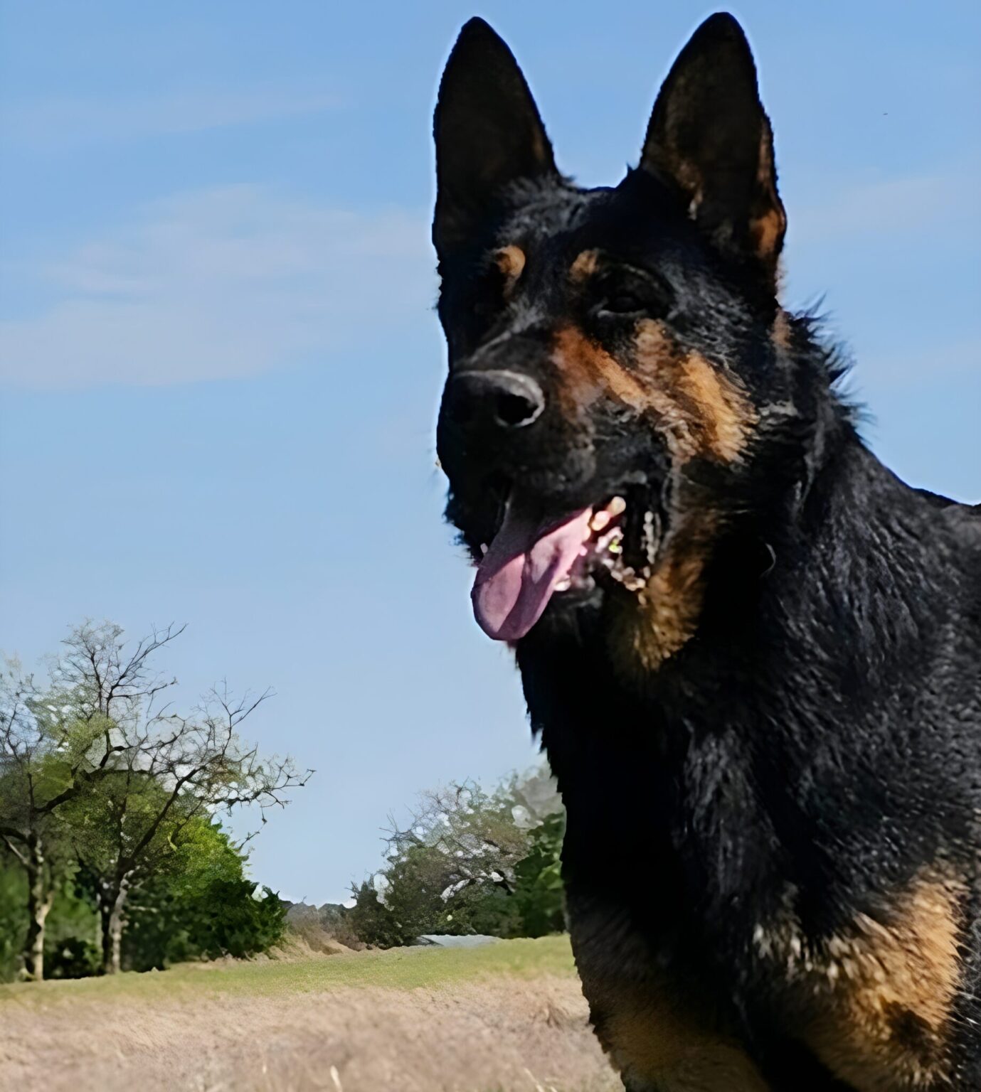Mr. Beast | Ayers Legends German Shepherds