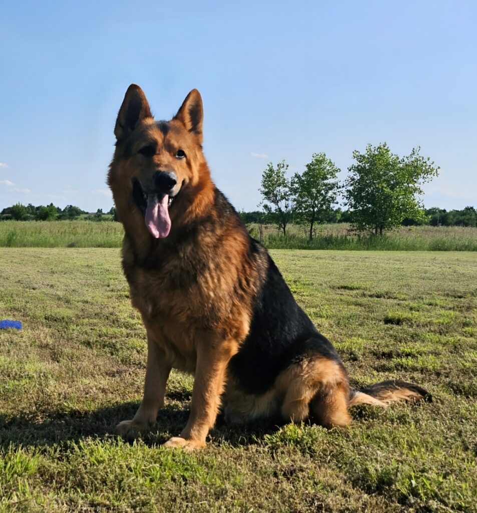 Old-Fashioned Giant German Shepherd Puppies for Sale | Ayers Legends ...