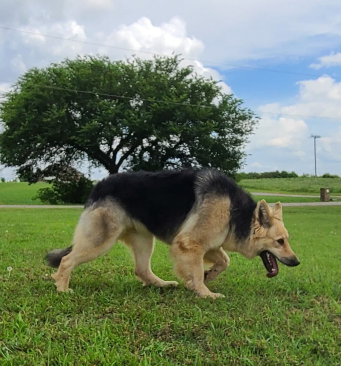 Old-Fashioned Giant German Shepherd Puppies for Sale | Ayers Legends ...
