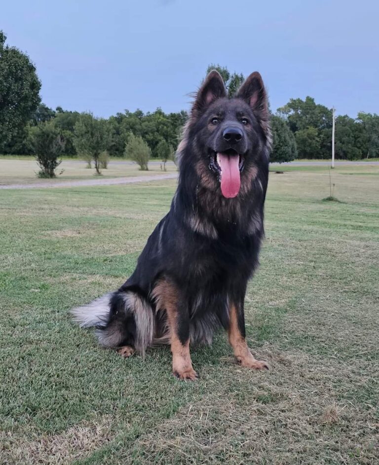 X-Large German Shepherd Puppies for Sale | Ayers Legends German Shepherds