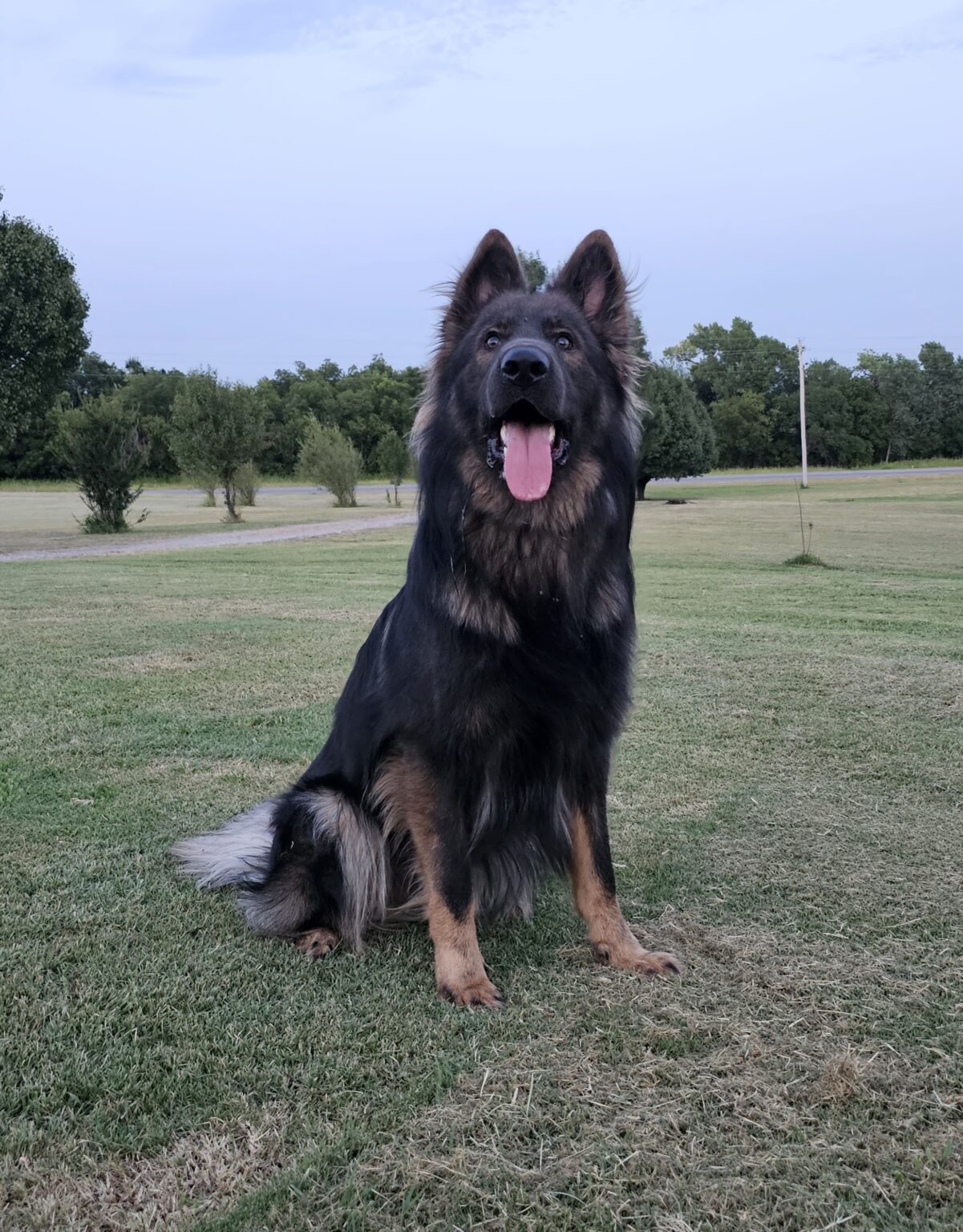 Smoke | Ayers Legends German Shepherds