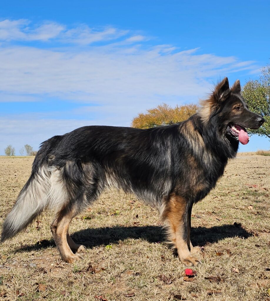 Smoke | Ayers Legends German Shepherds