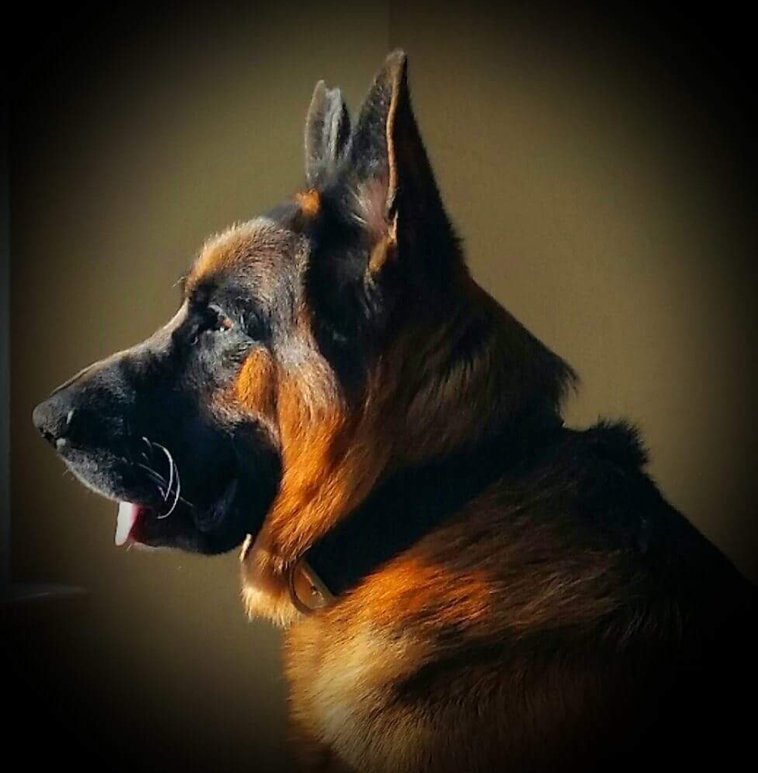 X-Large German Shepherd Puppies for Sale | Ayers Legends German Shepherds
