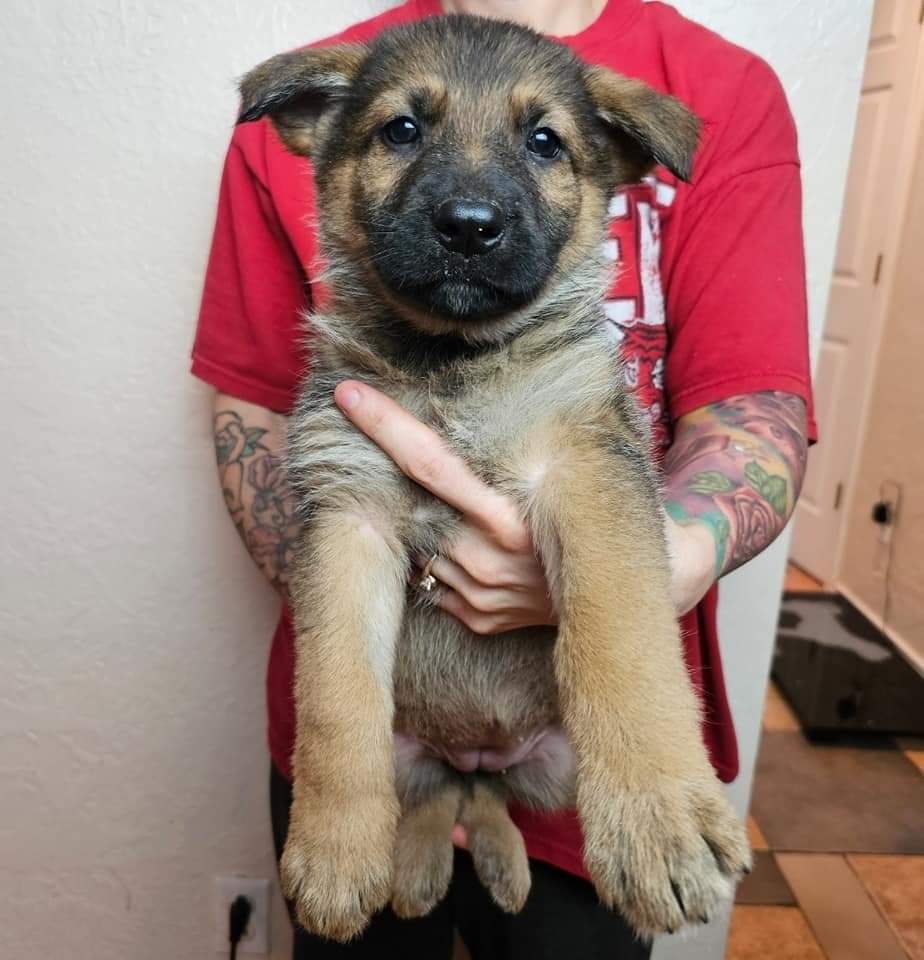 Litter 1 | Ayers Legends German Shepherds