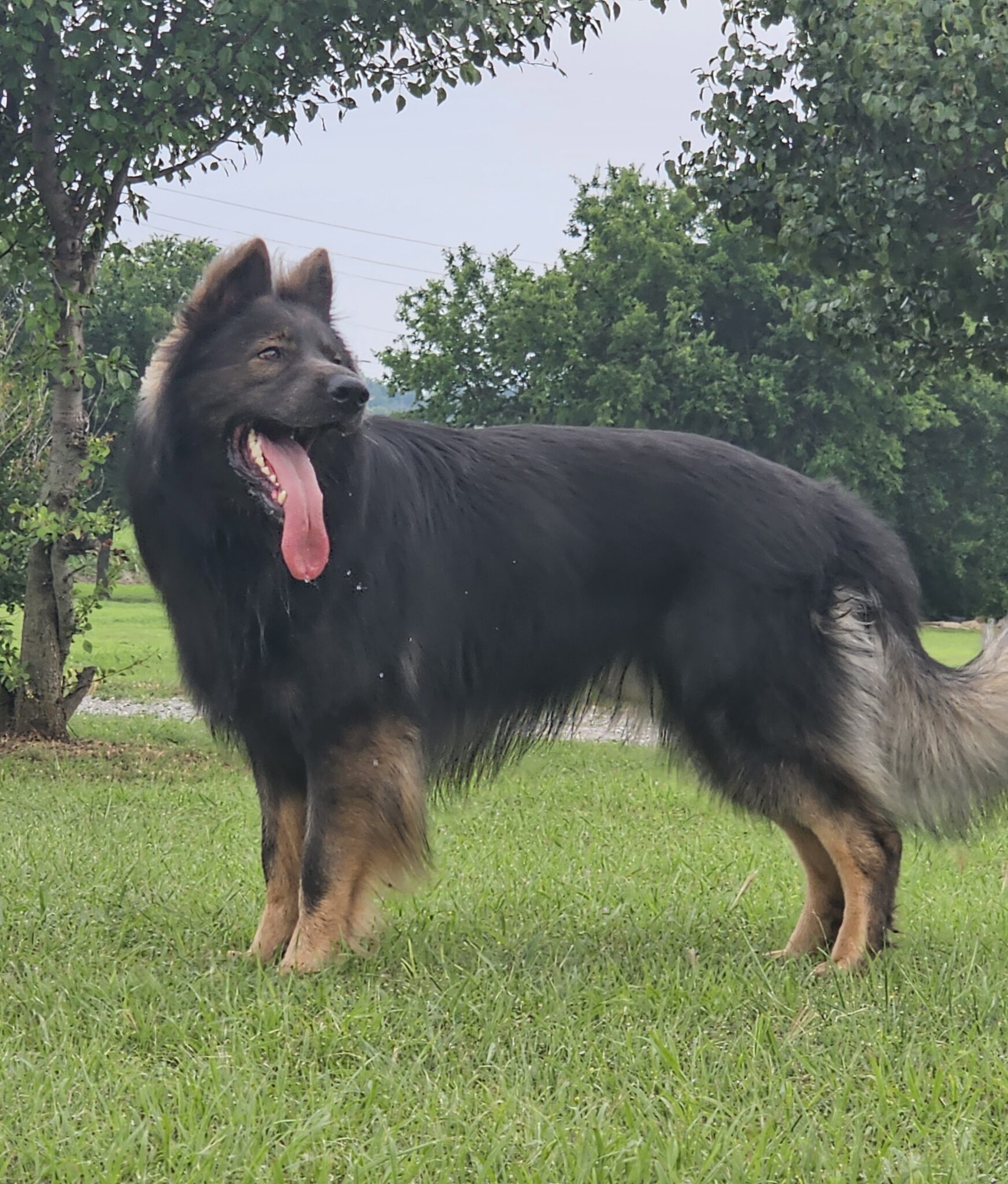 Smoke | Ayers Legends German Shepherds