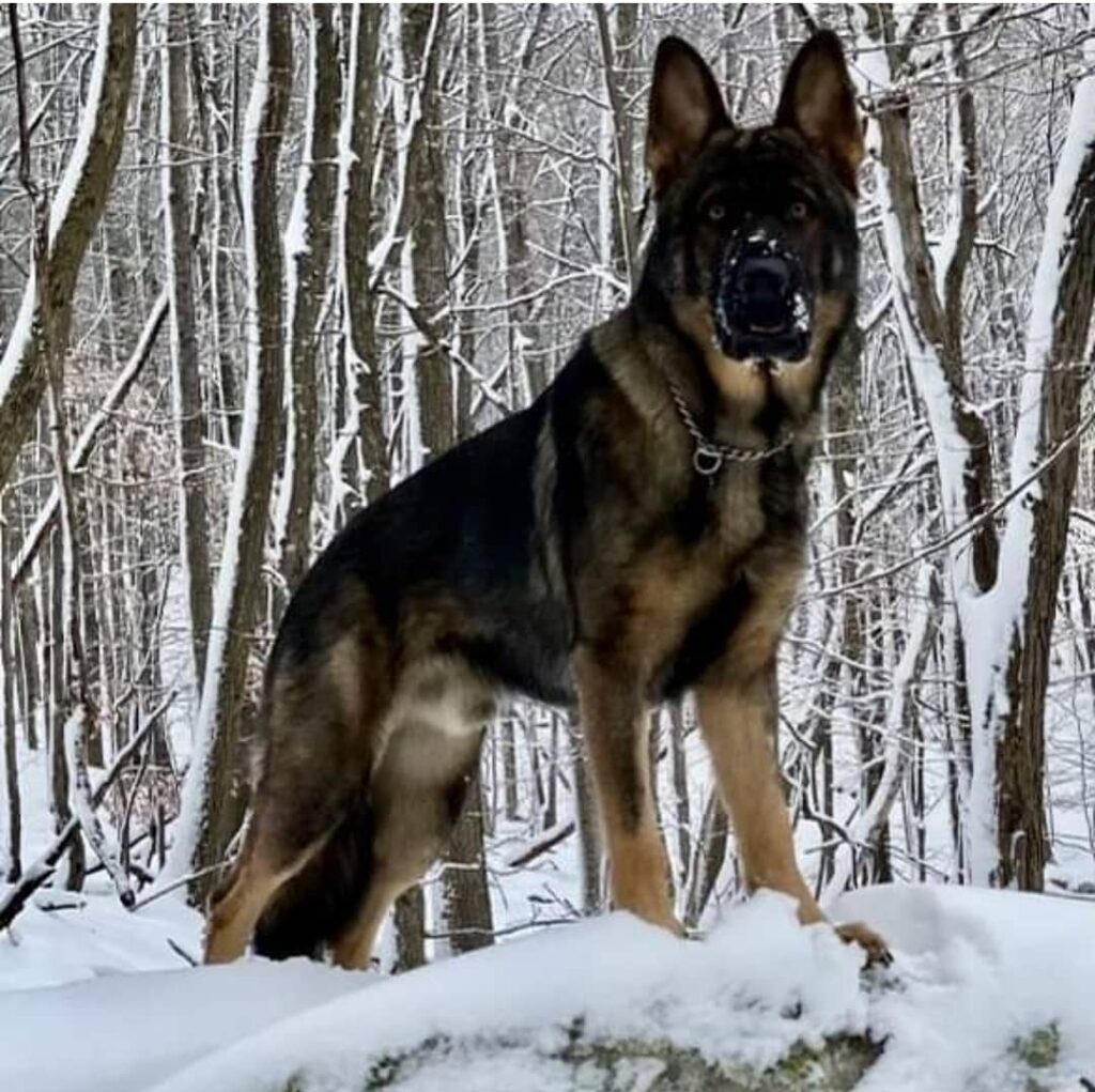 Giant Old-Fashioned German Shepherd Puppies | Ayers Legends German ...