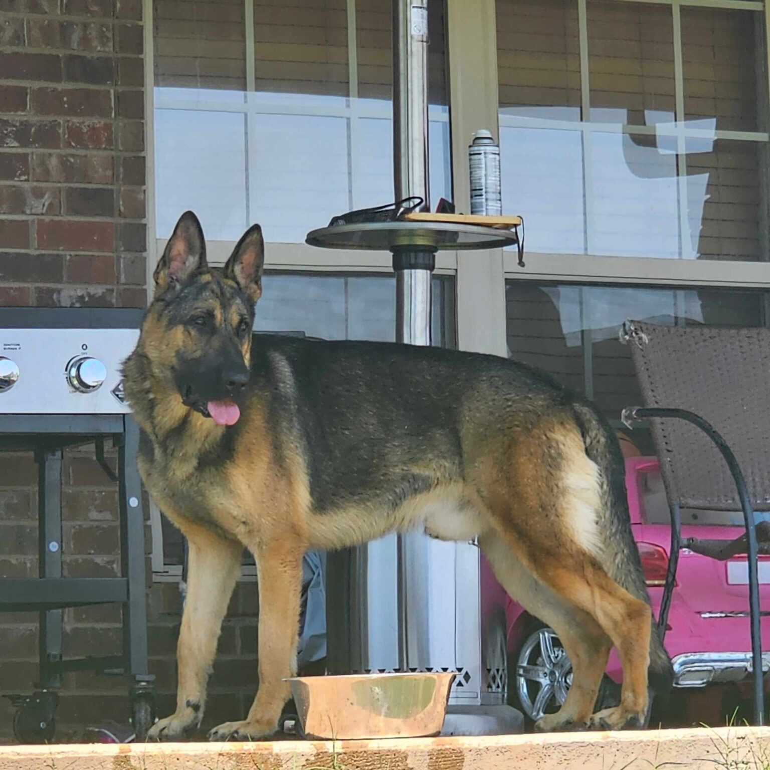 Old-Fashioned Giant German Shepherd Puppies for Sale | Ayers Legends ...