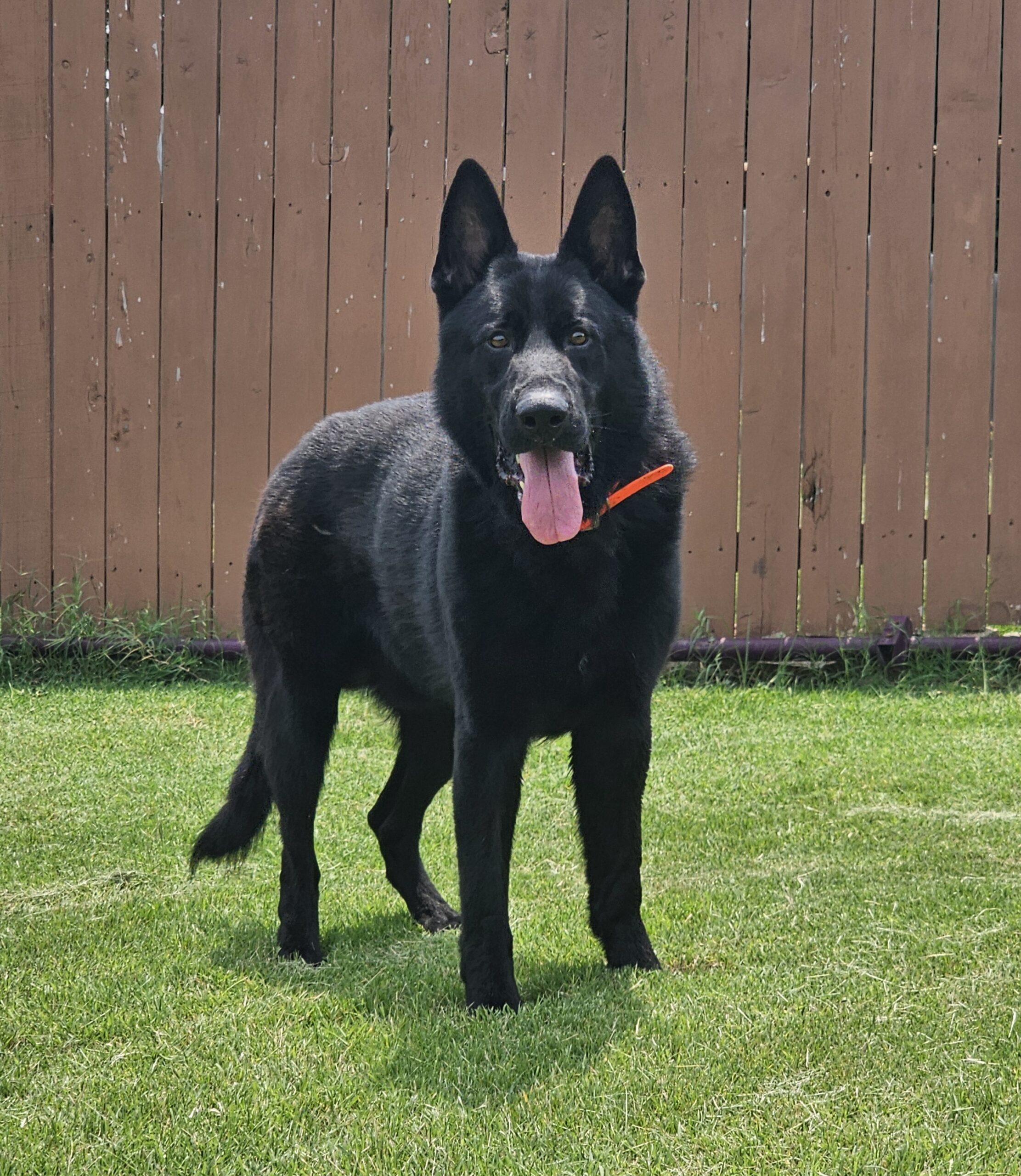 #X-Large German Shepherd Puppies for Sale | Ayers Legends German Shepherds