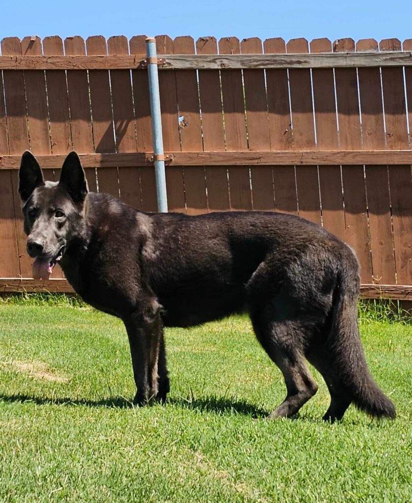 Old-Fashioned Giant German Shepherd Puppies for Sale | Ayers Legends ...