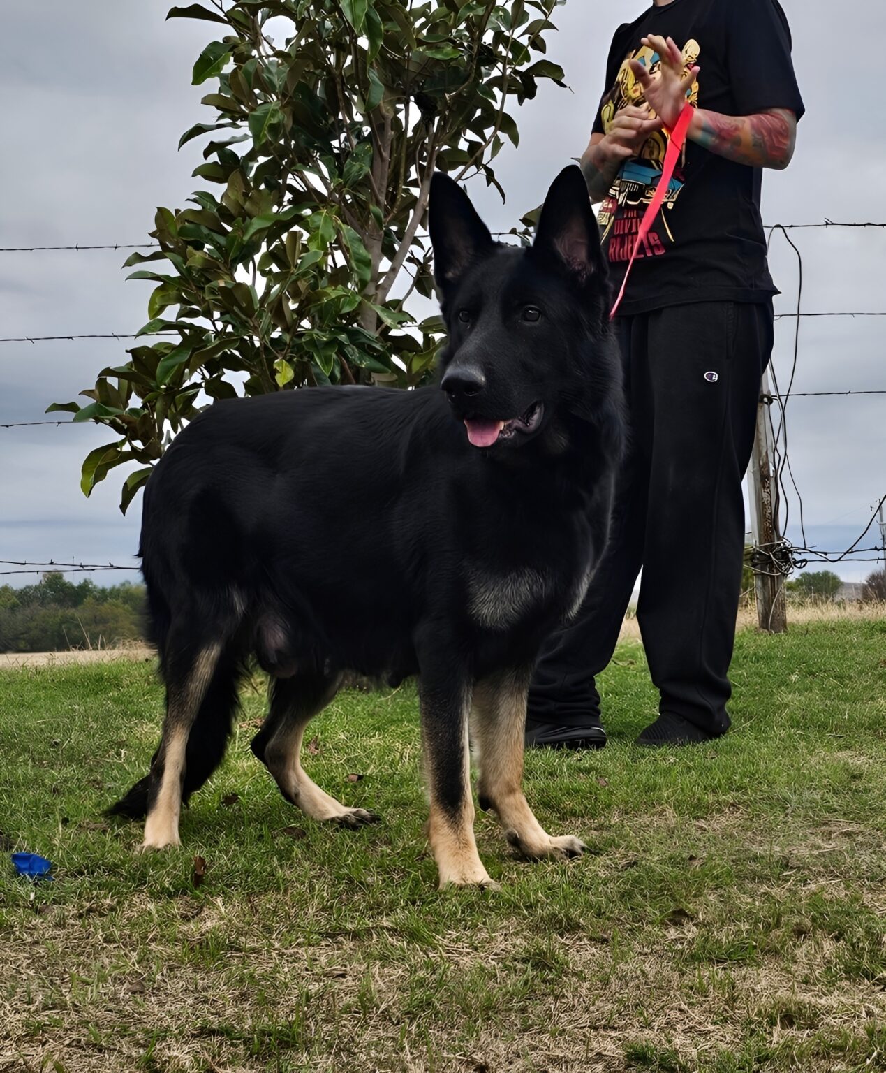 Old-Fashioned Giant German Shepherd Puppies for Sale | Ayers Legends ...