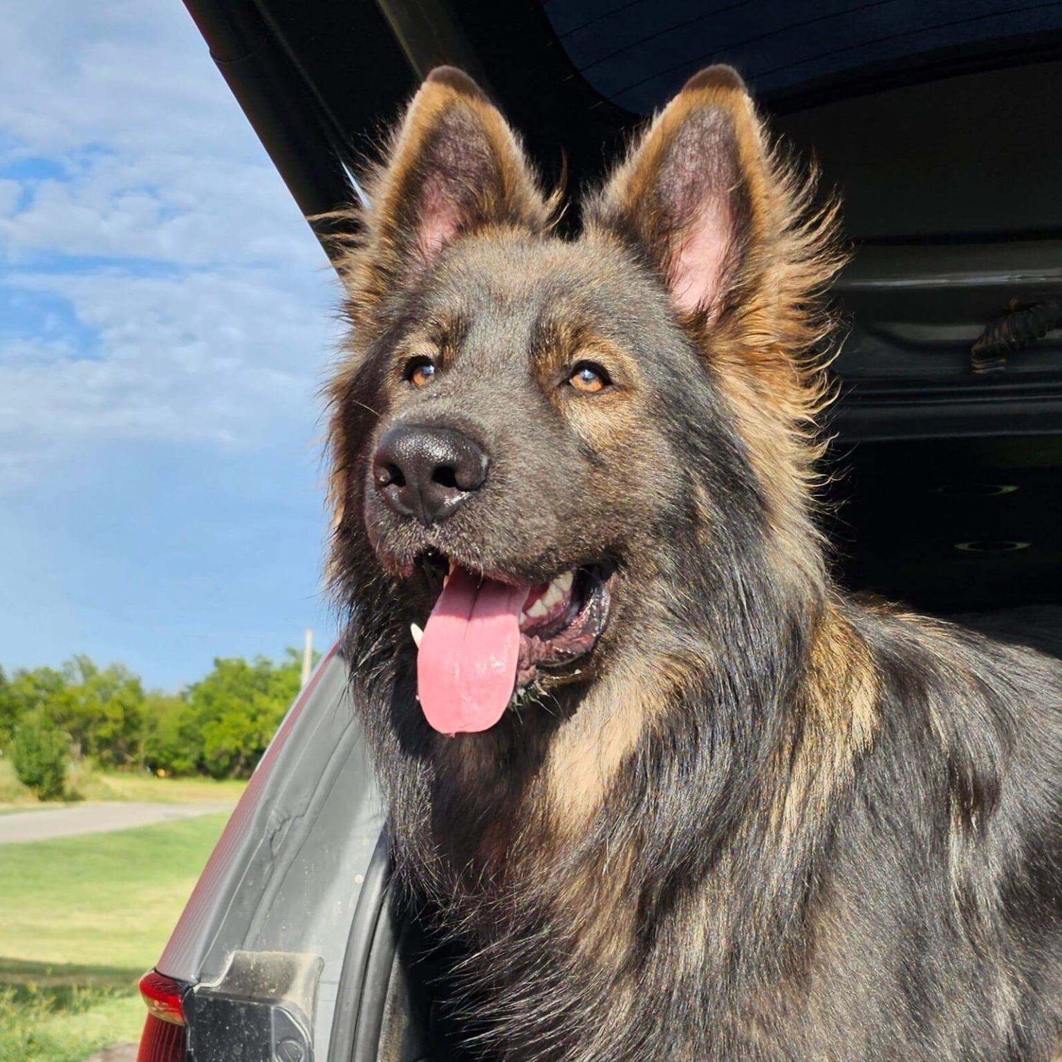 Old-Fashioned Giant German Shepherd Puppies for Sale | Ayers Legends ...